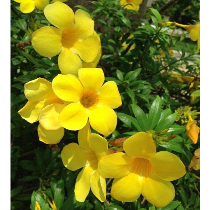 100 sementes mini alamanda cathartica com manual de cultivo pronta ...