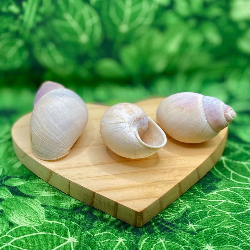 Casca de ibi africano / Concha de caramujo | Shopee Brasil
