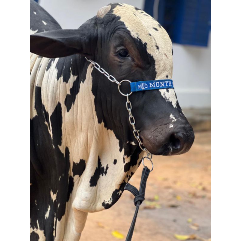 cabresto para vacas touros bois . cabresto de corrente para bovinos 3 ...
