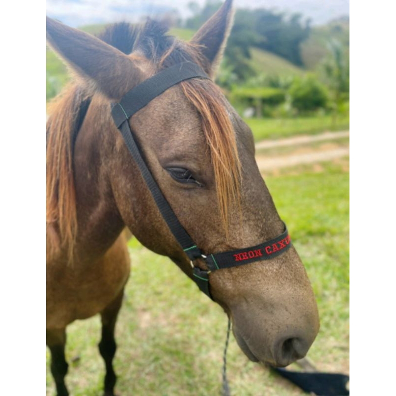 cabresto para cavalo com fucinheira bordada com o nome de sua escolha ...