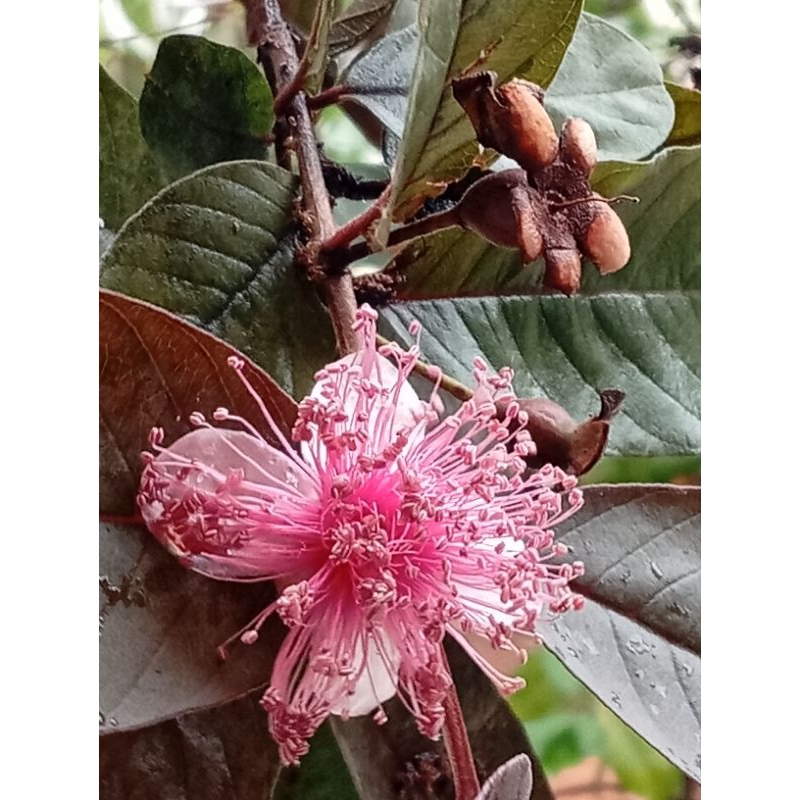 10 Sementes Goiaba Roxa Orgânica Colheita Março 2023 Nasce Rapido ...