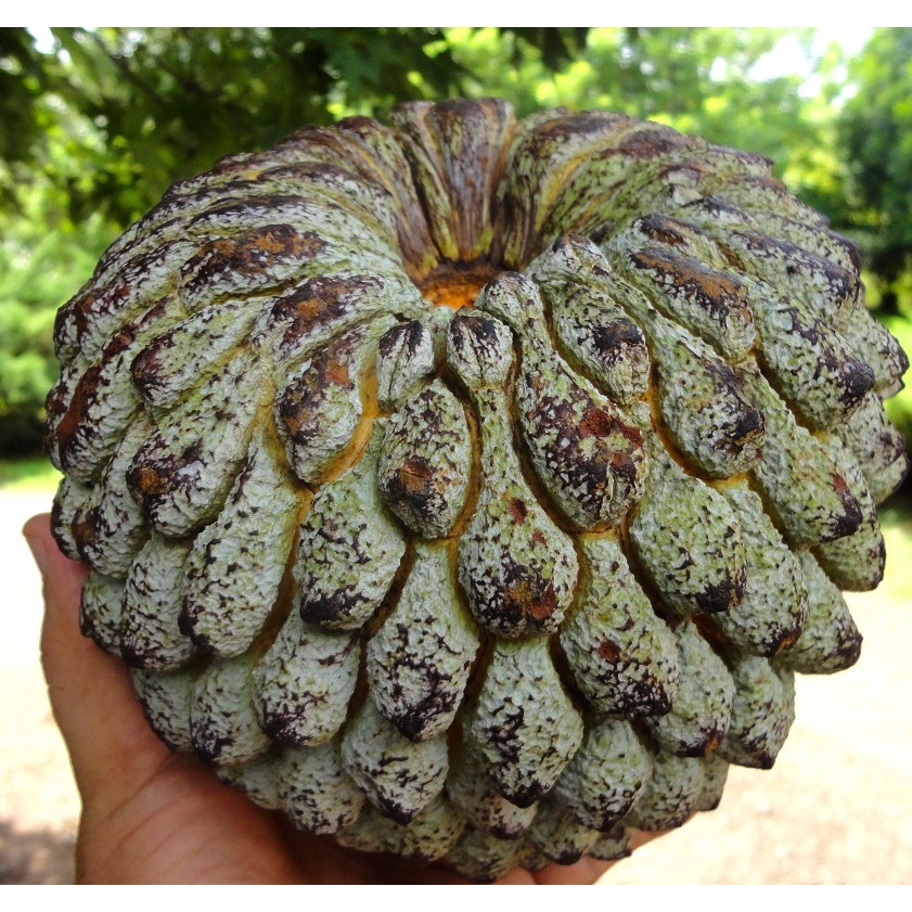 Sementes de Marolo do Cerrado-Fruta Araticum | Shopee Brasil