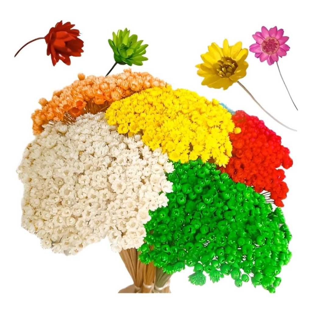 350 Mini Flor Que Encanta - Buquê Sempre Viva Natural Desidratada ...