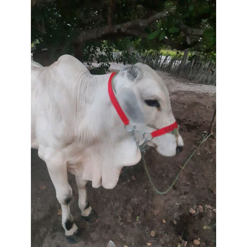 cabresto para bois.vacas. touros . cabrestaria de corrente 5 argolas ...