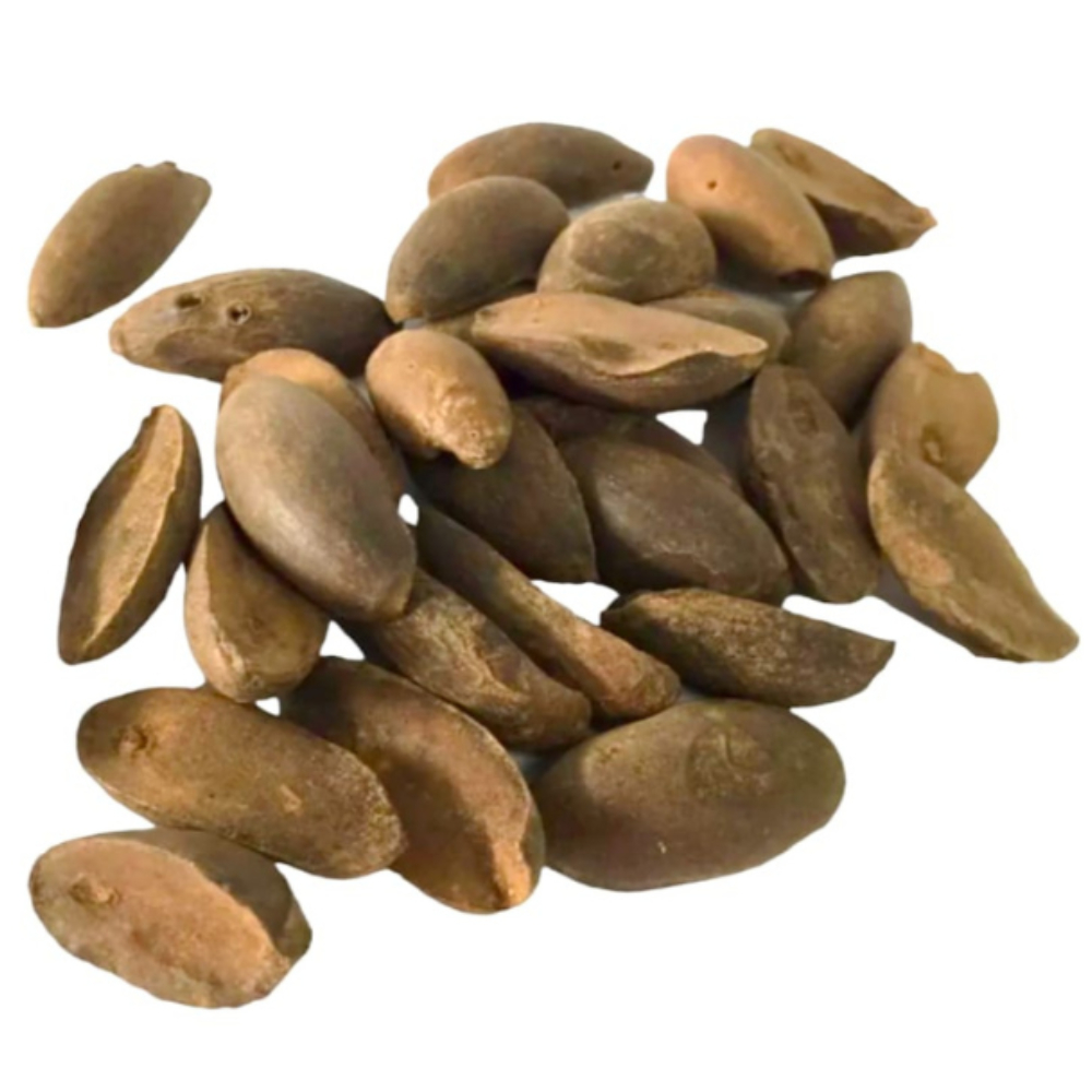 Pixurí / Pichurí Grão Para Banhos Ou Defumação Candomblé Umbanda ...