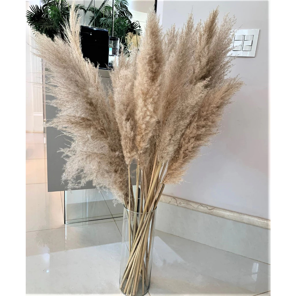 Capim dos Pampas Natural Desidratado / Kit 2 a 15 Hastes, Decoração ...