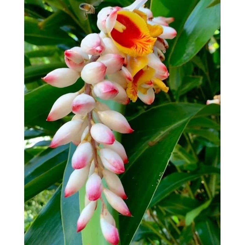 kit 10 folhas frescas colônia (Alpinia zerumbet) | Shopee Brasil