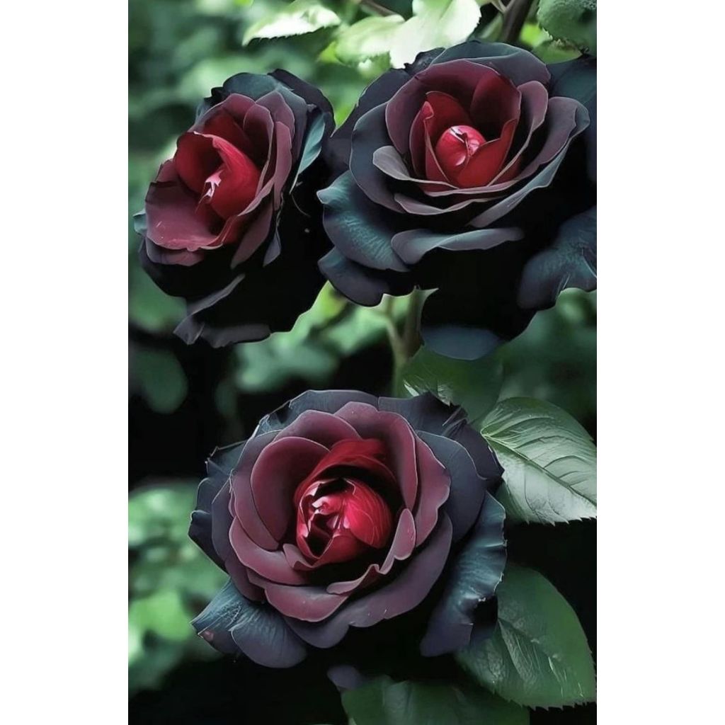 Rosa Eden 100 sementes com manual de cultivo pronta entrega envio em ...