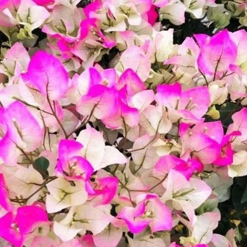 100 pcs Sementes bougainvillea mescada | Shopee Brasil