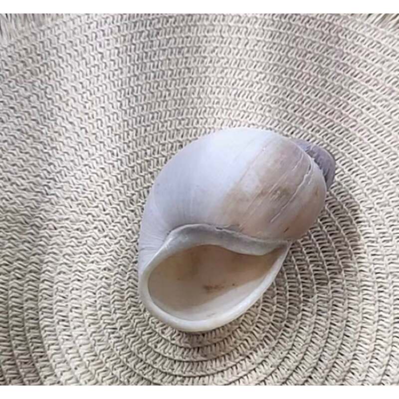Concha Caramujo 2 UNIDADES | Shopee Brasil