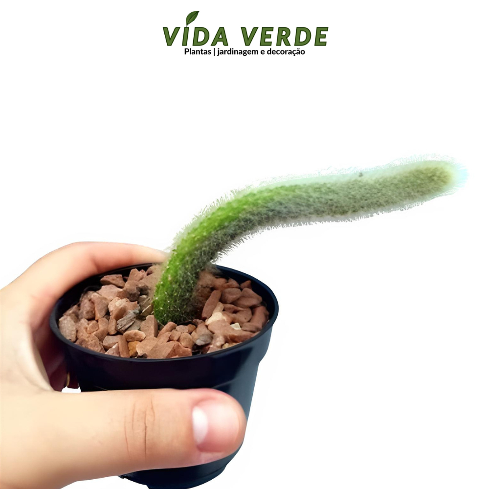 Muda Planta Natural Cacto Rabo De Macaco | Shopee Brasil