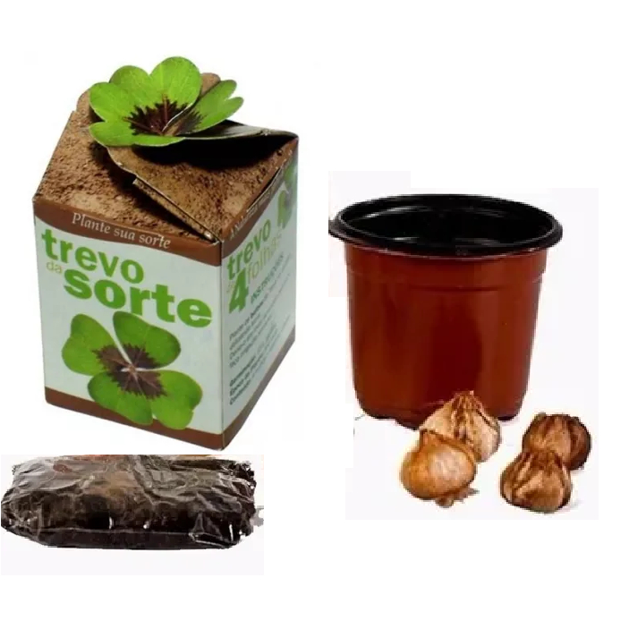 Kit Trevo da Sorte Trevo de 4 Folhas Otimo Presente | Shopee Brasil