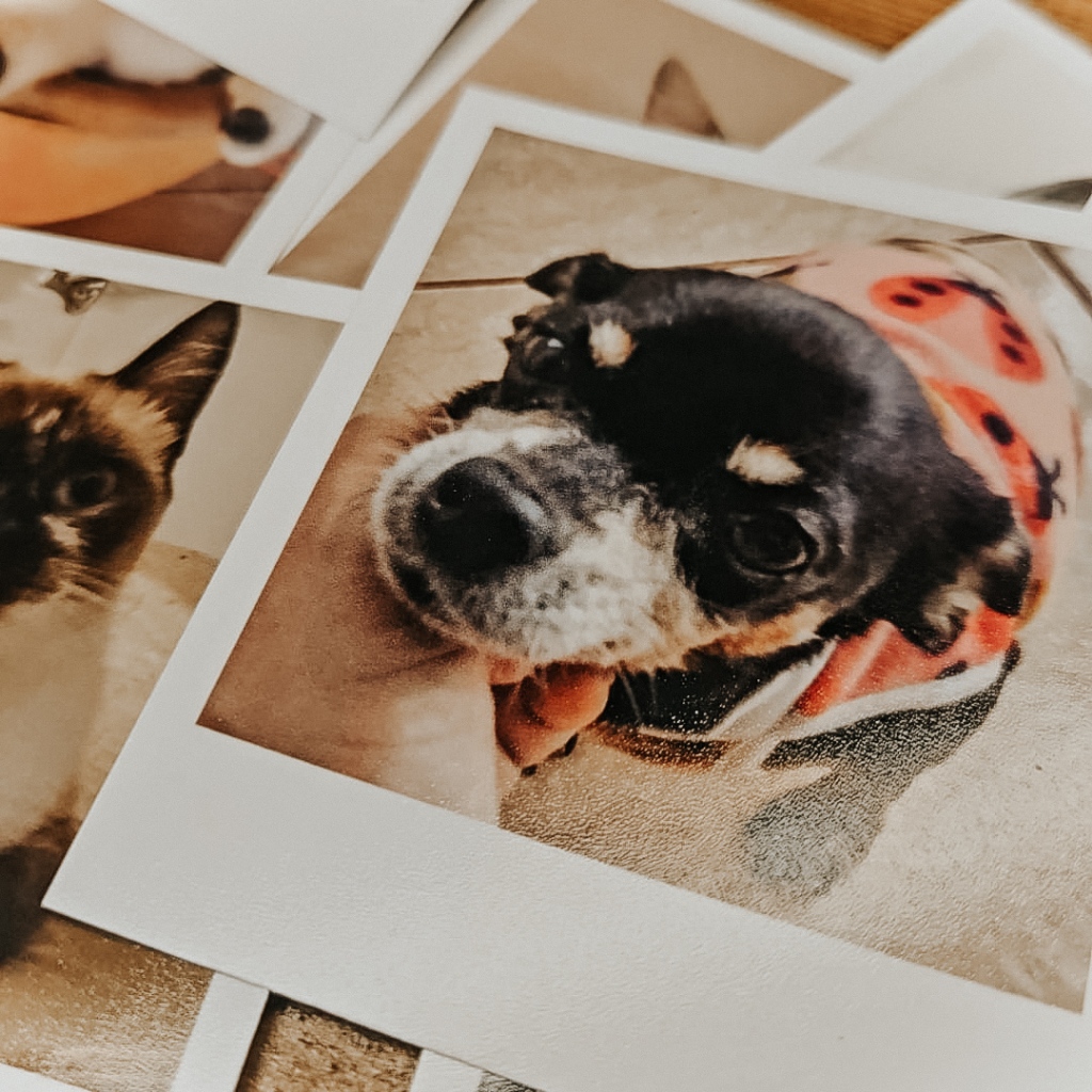 Foto Polaroid - 7x8cm Kit com 10 Fotos | Shopee Brasil