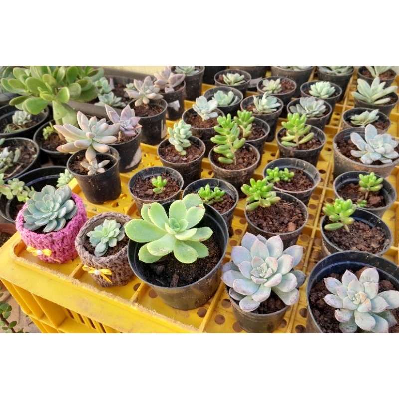 suculentas/kit com 12 mini suculentas espécies variadas | Shopee Brasil
