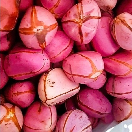 Obi Africano Original – 4 Gomos – Unidade 1 – Uso Ritualístico Ifá ...