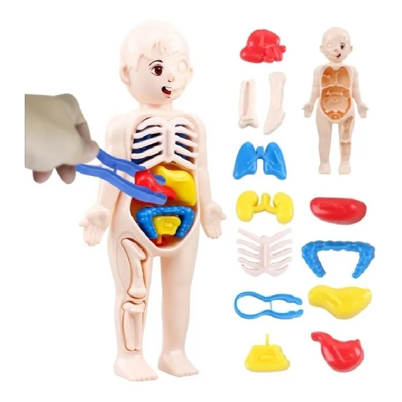 Boneco Pedagógico Corpo Humano Anatomia Órgãos Internos 3d | Shopee Brasil