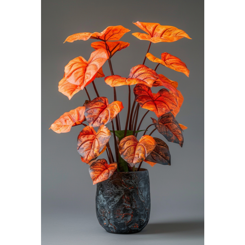 Caladium Nymphora 100 sementes com manual de cultivo | Shopee Brasil