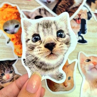 Adesivos gatinhos meme kits pacotes stickers gatos fofos | Shopee Brasil