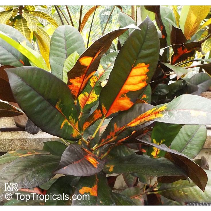 Croton Andrew – 100 sementes com manual de cultivo | Shopee Brasil