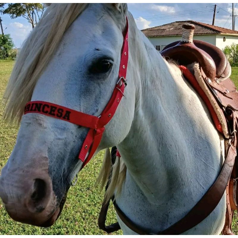 cabresto para cavalo cabresto personalizado de fitas 30 mm produção ...
