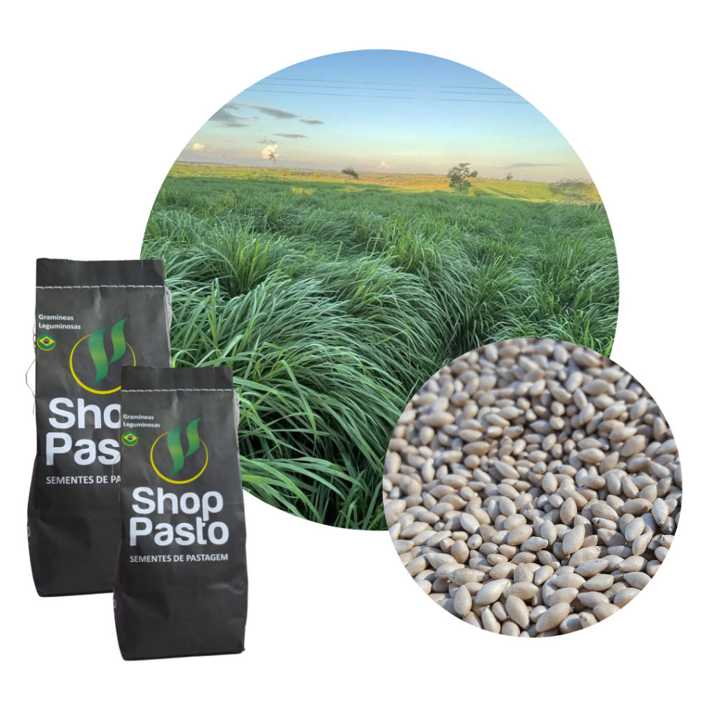 capim massai 1kg | Shopee Brasil