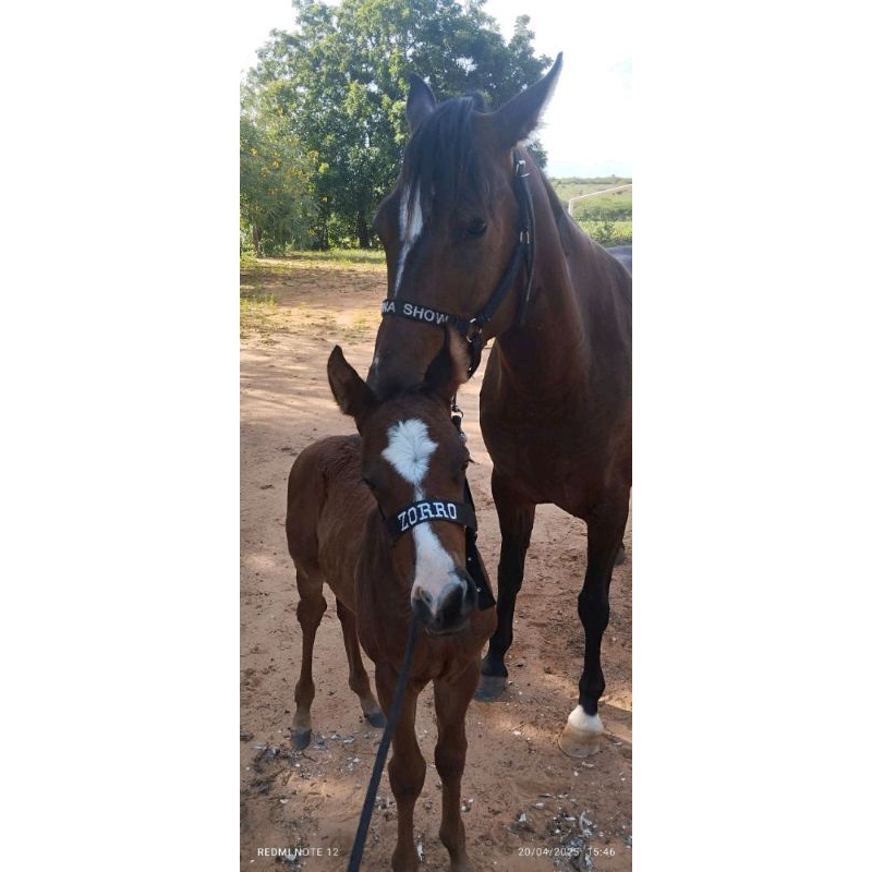 kit 1 cabresto para potro e 1 cabresto para cavalo personalizado na ...