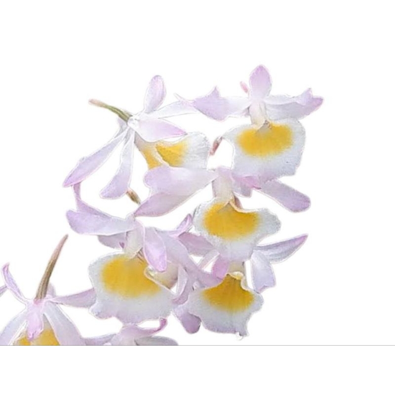 Orquídea Dendrobium Polyanthum Adulta | Shopee Brasil