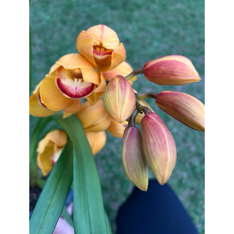 cymbidium laranjado( esta com flor) | Shopee Brasil