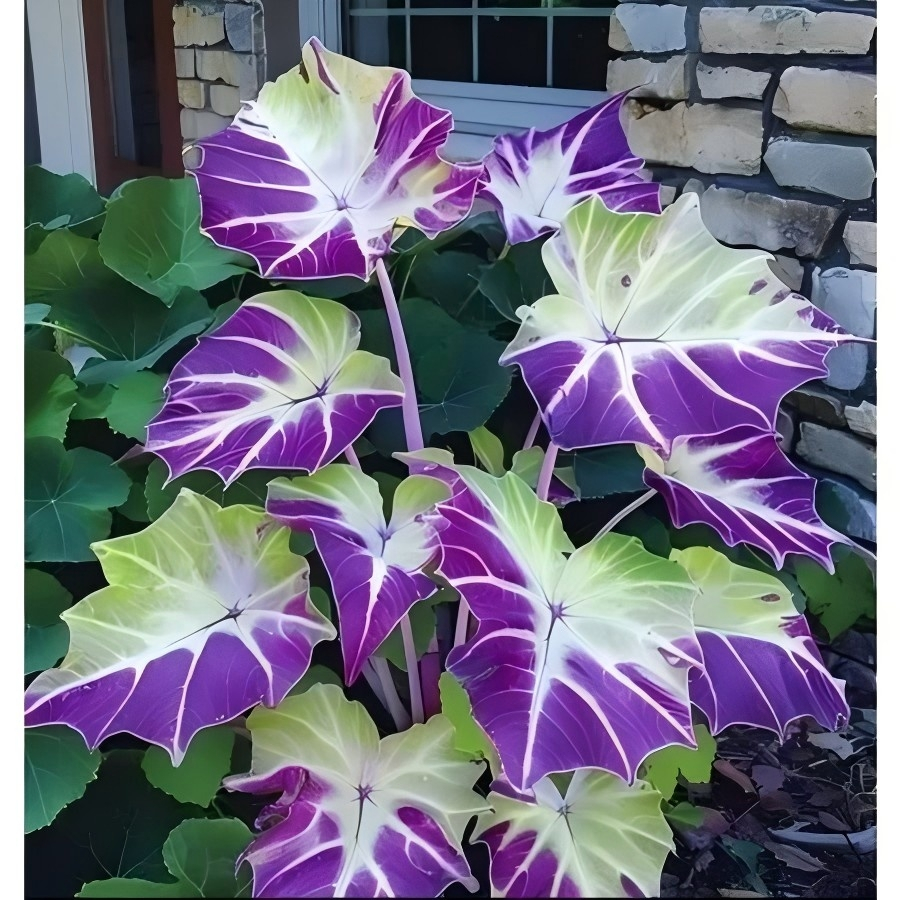 1000 sementes caladium Ice Storm com manual de cultivo pronta entrega ...