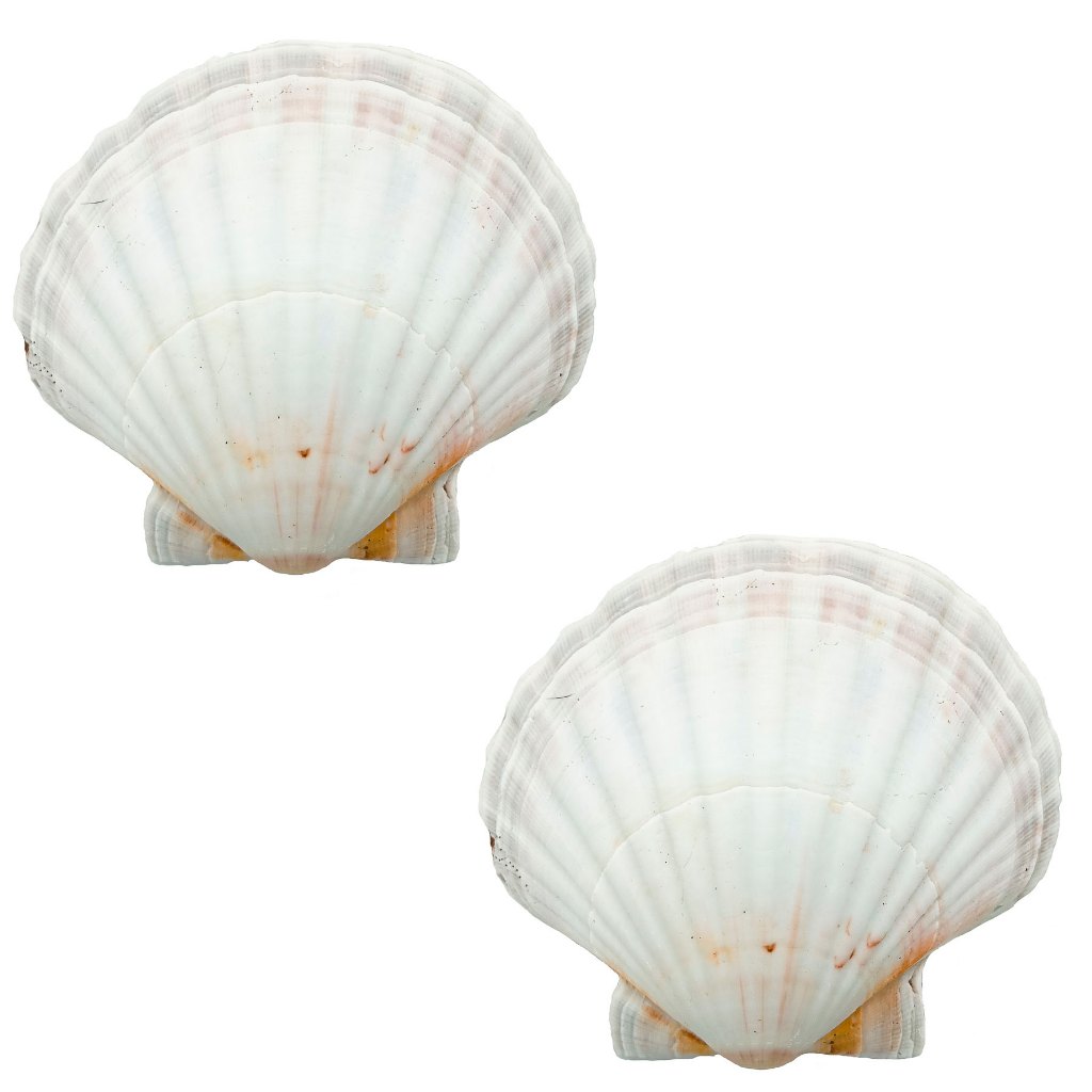 KIT 2UN Concha Shell Marinha Fundo Branco Cor Natural do Mar | Shopee ...