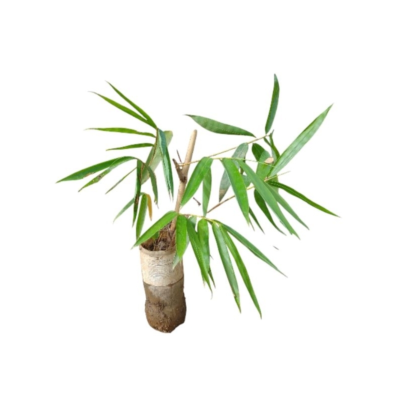 Muda de bambu moço gigante pronta | Shopee Brasil
