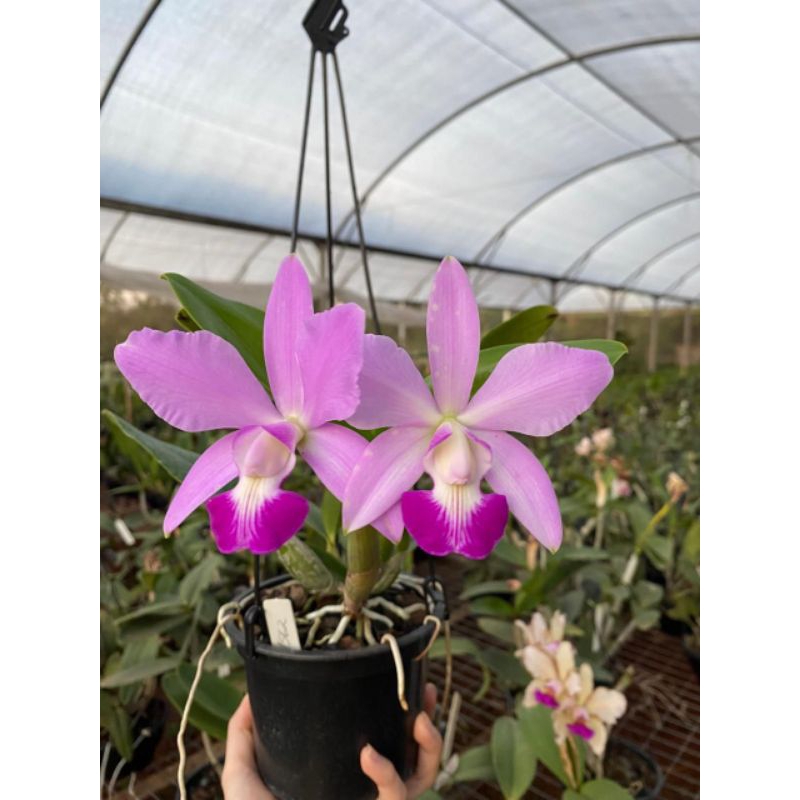 Orquídea Cattleya Classic tipo | Shopee Brasil