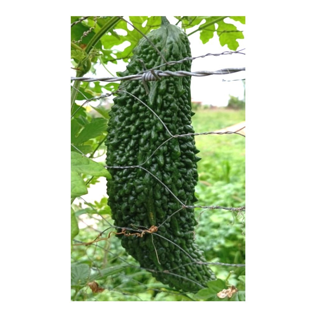 12 Sementes Nigagori Goya Melao Sao Caetano Gigante | Shopee Brasil