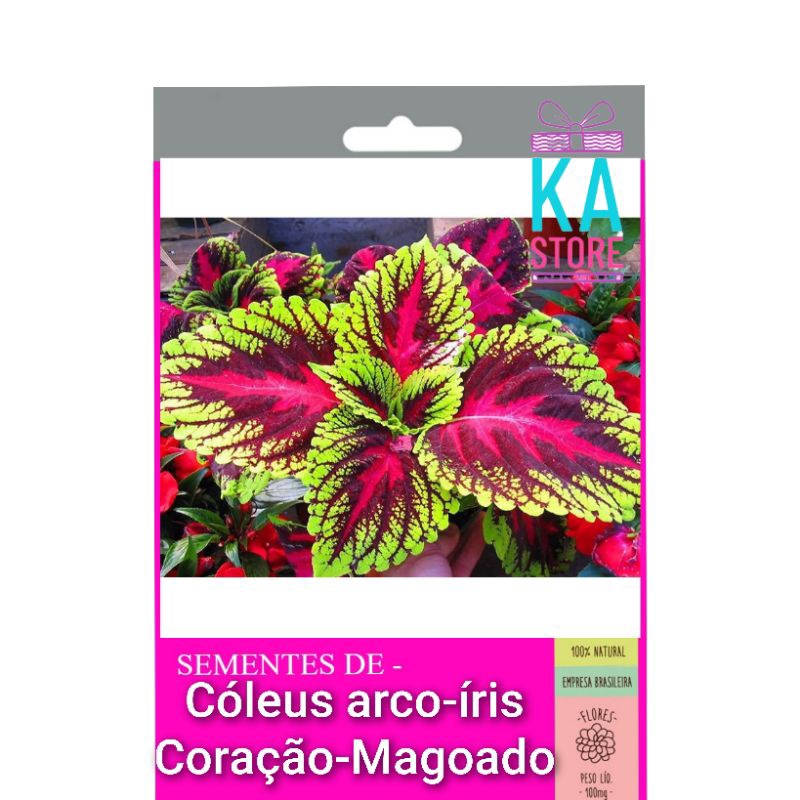 sementes de coleus arco-íris (10 sementes) | Shopee Brasil