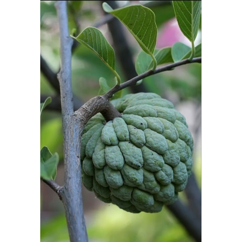 20 sementes de pinha/ata/fruta do conde para plantio | Shopee Brasil