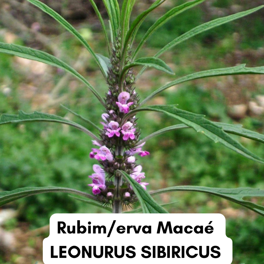 Sementes de Rubim/ Leonurus sibiricus 100 sementes | Shopee Brasil