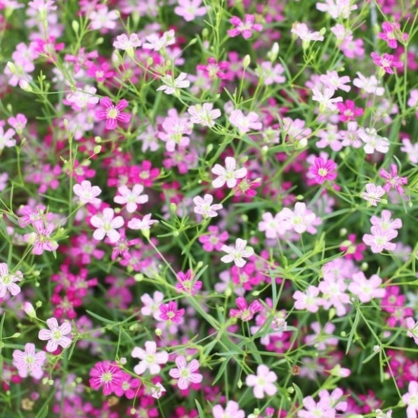 375 Sementes da Flor Mosquitinho Sortido | Floresce na Primavera e ...