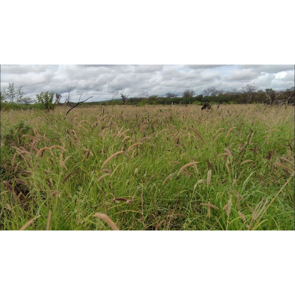 CAPIM BUFFEL BILOELA - 6KG - ÓTIMA QUALIDADE EM GERMINAÇÃO E ÓTIMO ...
