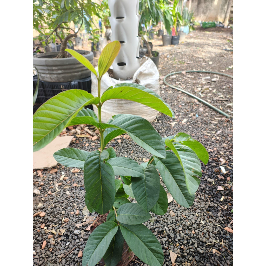 muda de goiaba vermelha -goiabeira comum planta frutifera 50cm-para ...