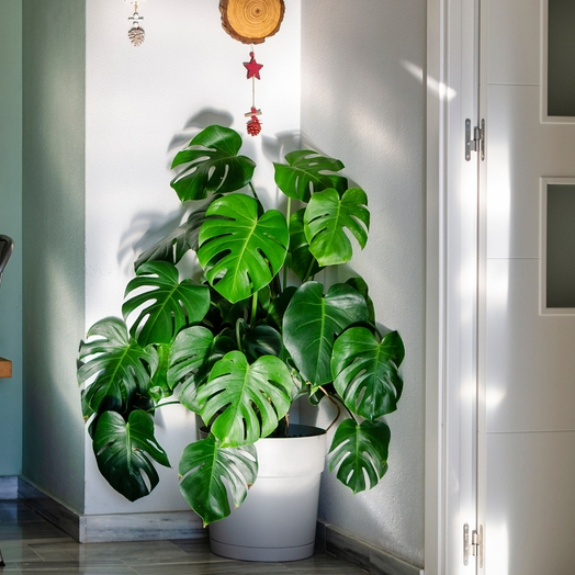 Muda de Monstera Deliciosa com 4 folhas com raiz nua | Shopee Brasil