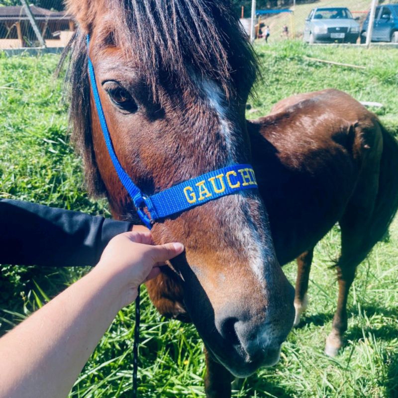 cabresto personalizado para cavalos, produção familiar própria, entrega ...