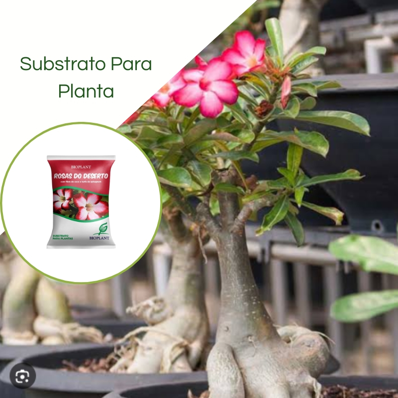 Bioplant Substrato para Rosa do Deserto 40L | Shopee Brasil