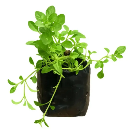 Kit 2 mudas de poejo Mentha Pulegium + Manual Planta Medicinal planta ...