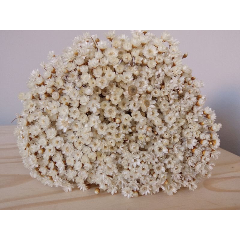 400 flores sempre viva,flor desidratada, florzinha mosquitinho,flor ...