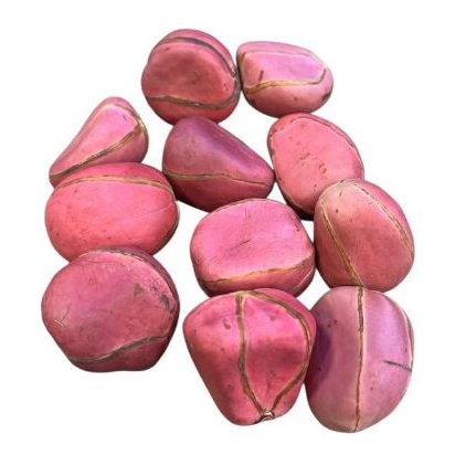 Kit 10 Obi Africano Legítimo 4 Gomos Ritual Umbanda Candomblé Noz De ...