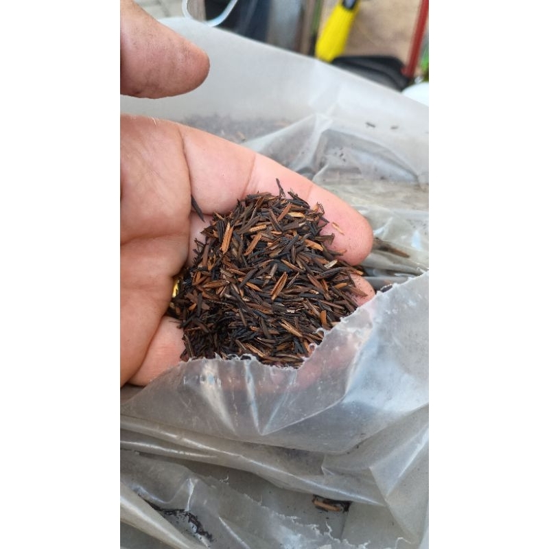 casca de arroz carbonizada 10 litros/1kg | Shopee Brasil