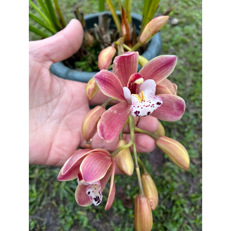 cymbidium pendente(com flor) | Shopee Brasil