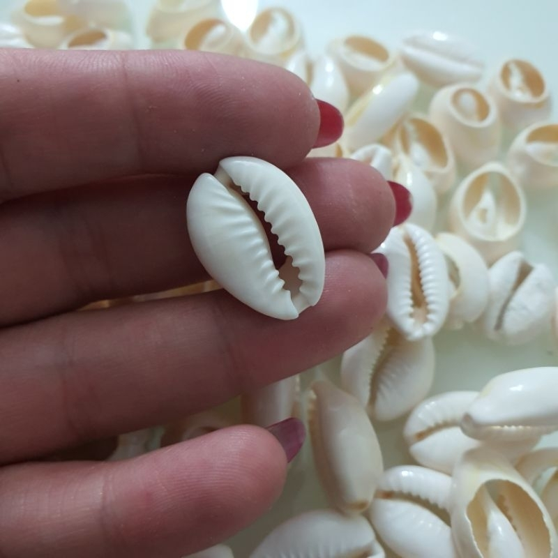 Búzios Natural Aberto 20mm | Shopee Brasil