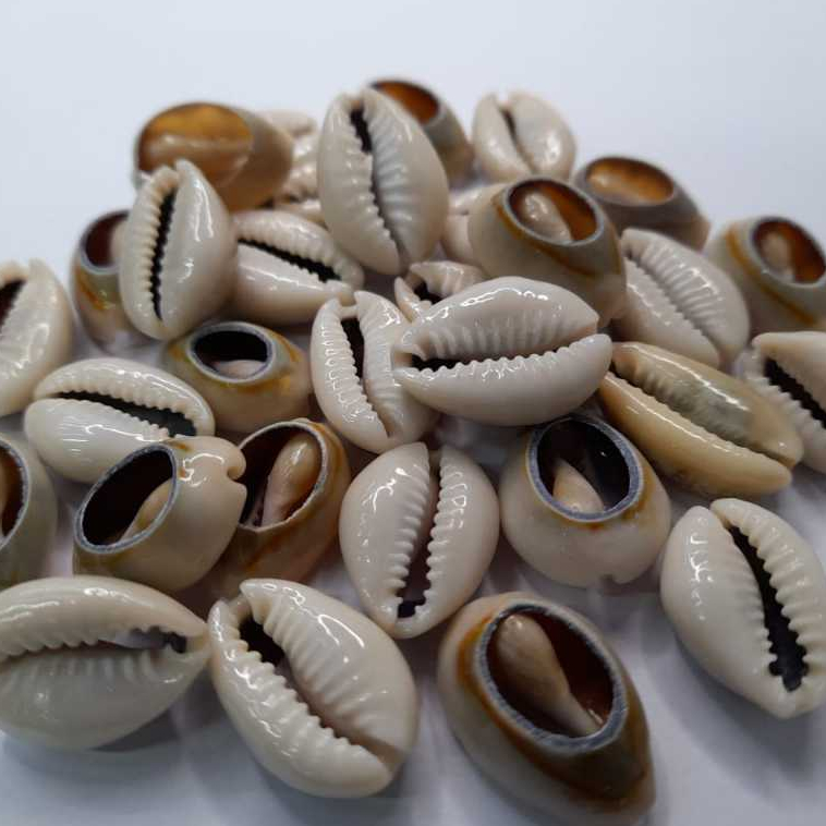 Buzios Gema Natural Pacote 100g Umbanda Candomblé | Shopee Brasil