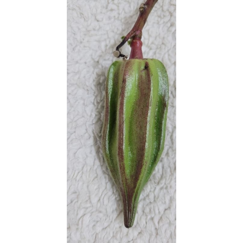 100 SEMENTES DE QUIABO ESTRELA DE DAVI/ QUIABO CHINÊS | Shopee Brasil